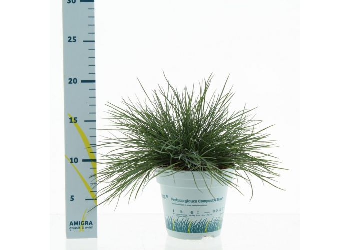 Festuca Glauca Compacta Blue