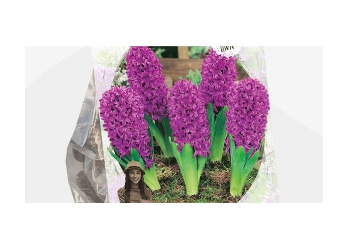 Hyacinthus miss saigon 3st