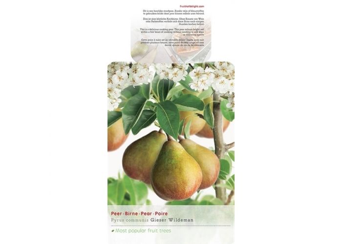 Stoofpeer Boom - Pyrus Communis 'Gieser Wildeman'