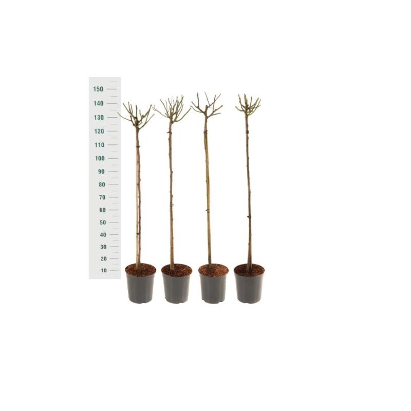 Rosa op Stam Mix Basic Collection