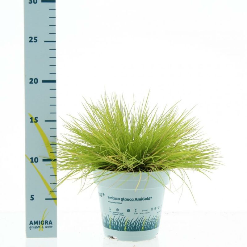 Schapengras - Festuca Glauca Amigold 10,5 cm